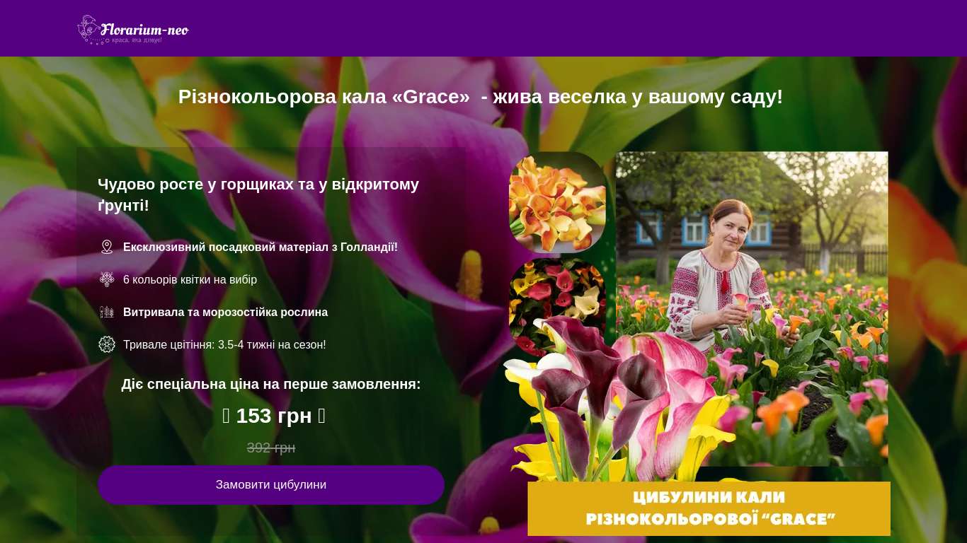 Різнокольорові кали «Grace» | Цибулини зі ЗНИЖКОЮ